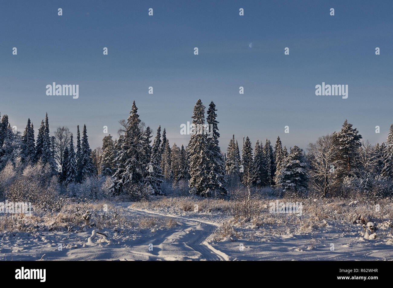 Beginning of winter. Covered with snow caps trees in one of the frosty ...
