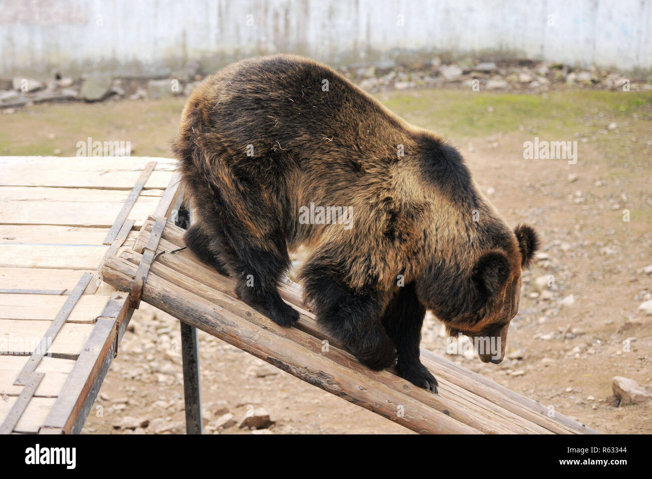 Qingdao, Qingdao, China. 3rd Dec, 2018. Qingdao, CHINA-Adorable brown ...