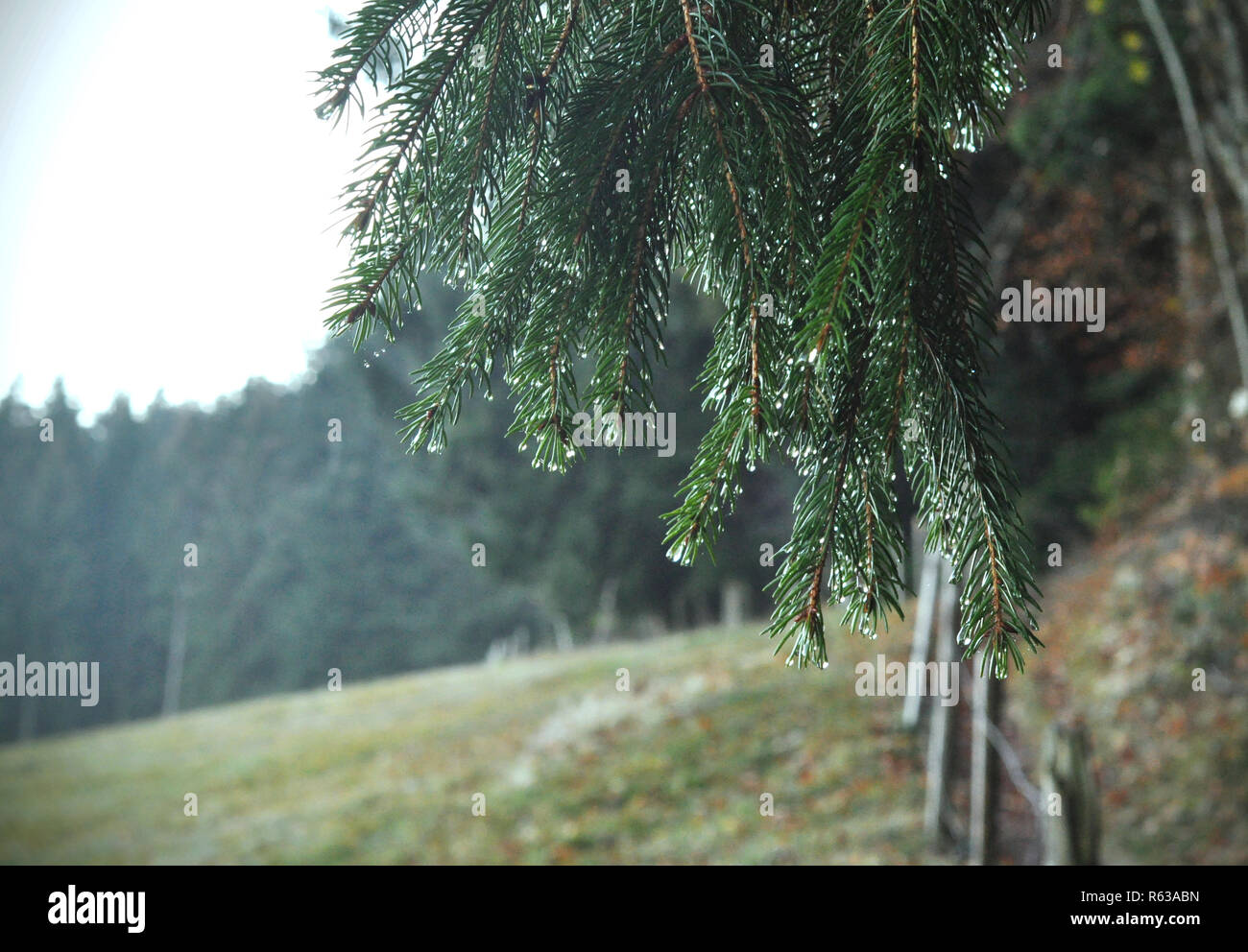 Water mite hi-res stock photography and images - Alamy