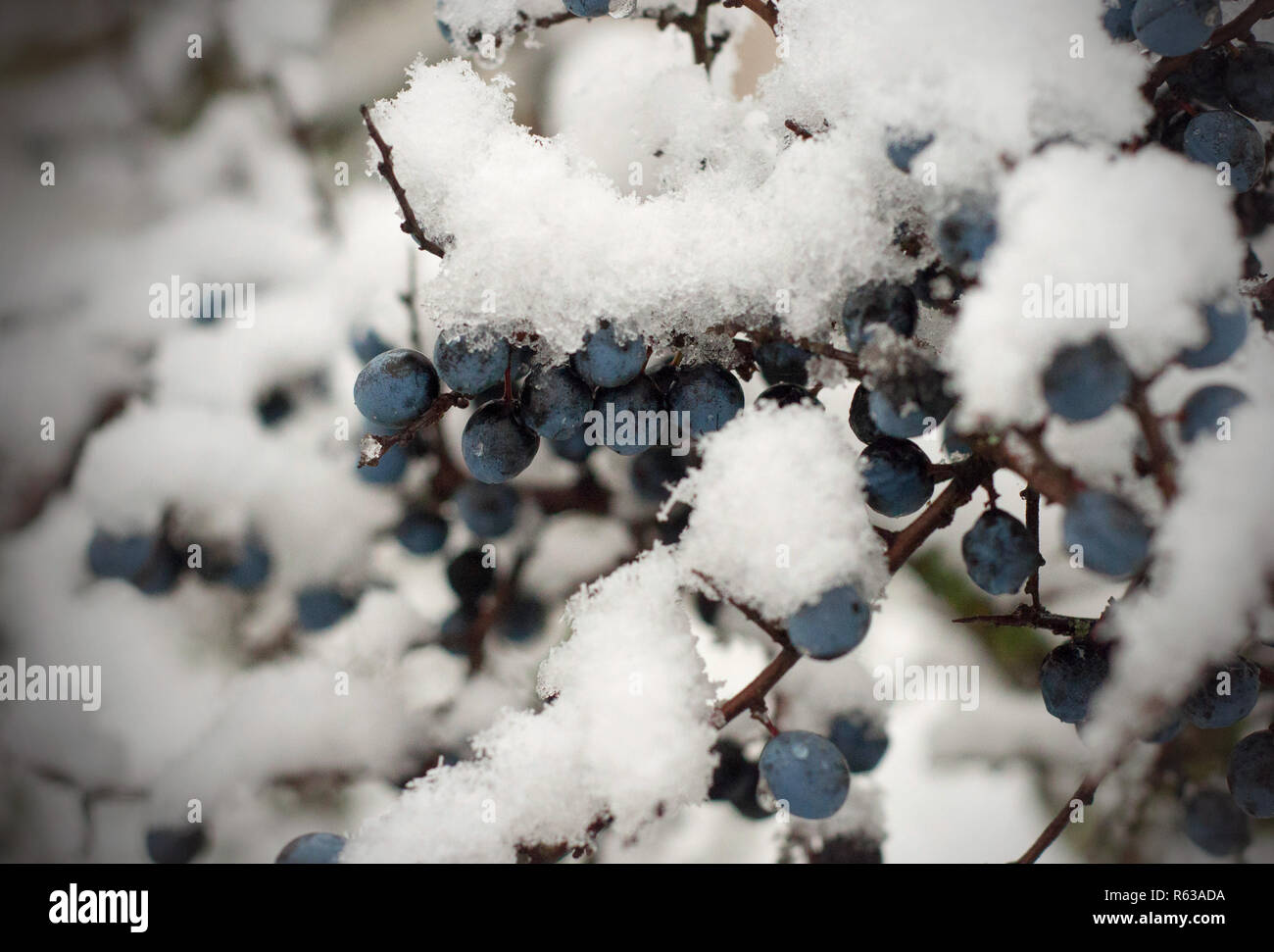 Wild plums covered with snow - Prunus spinosa Stock Photo - Alamy
