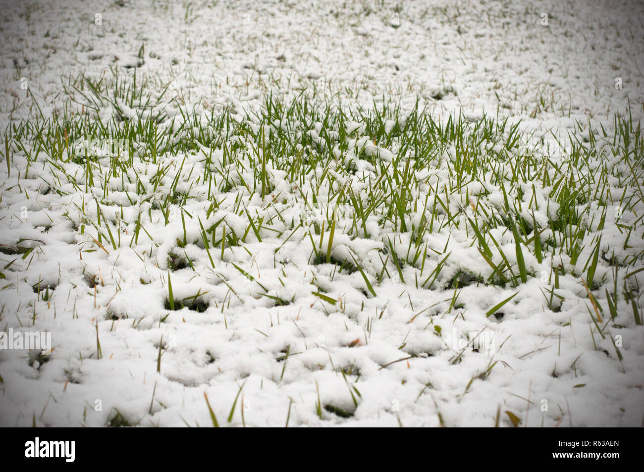 Winter background with grass and snow. Green grass covered with snow ...