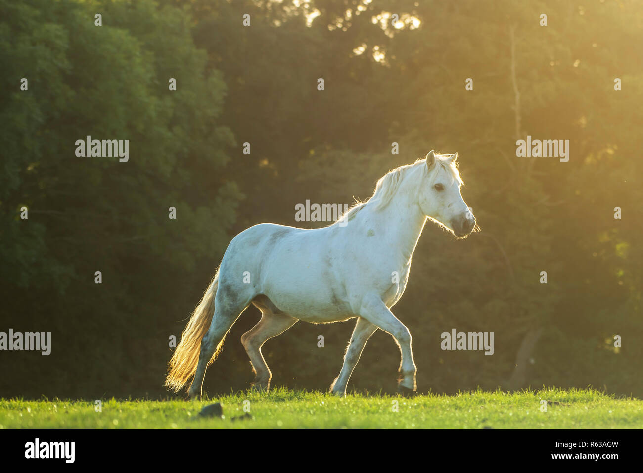 White horse running field hi-res stock photography and images - Alamy