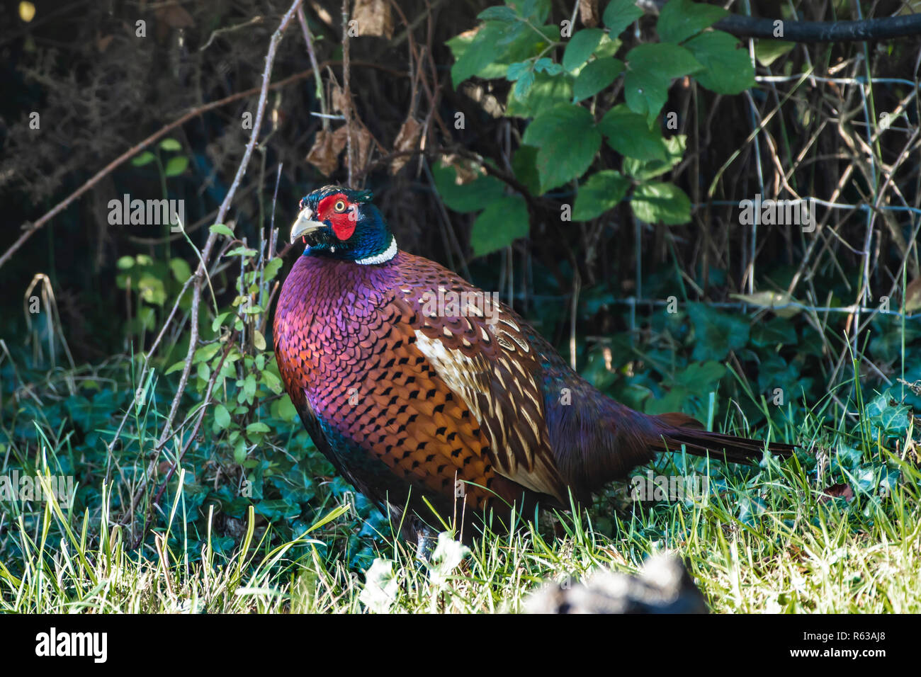 Common Pheasant, male, in the bushes Stock Photo - Alamy