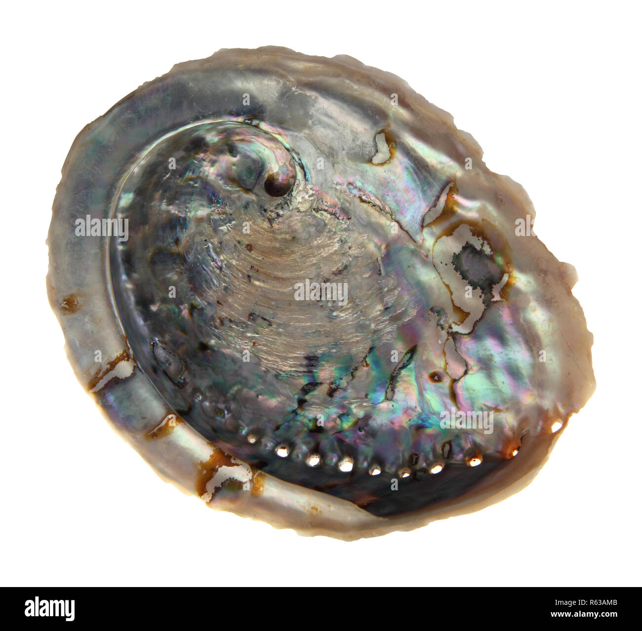 World oyster Cut Out Stock Images & Pictures - Alamy