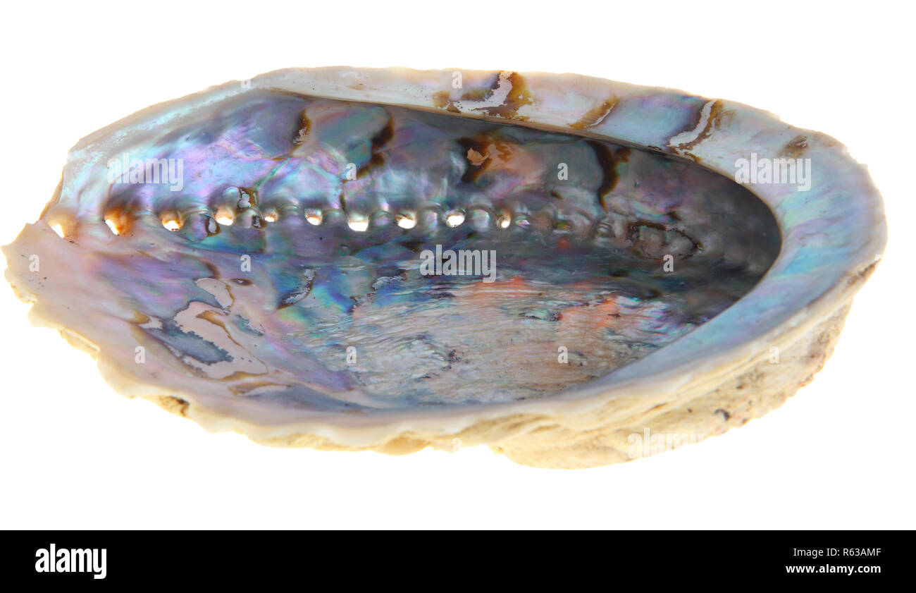 Calcite shell hi-res stock photography and images - Alamy