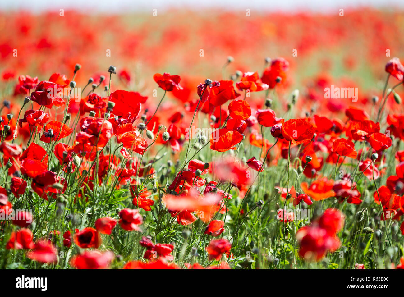 Poppy field. Flowers background. Beautiful field of red poppies Stock ...
