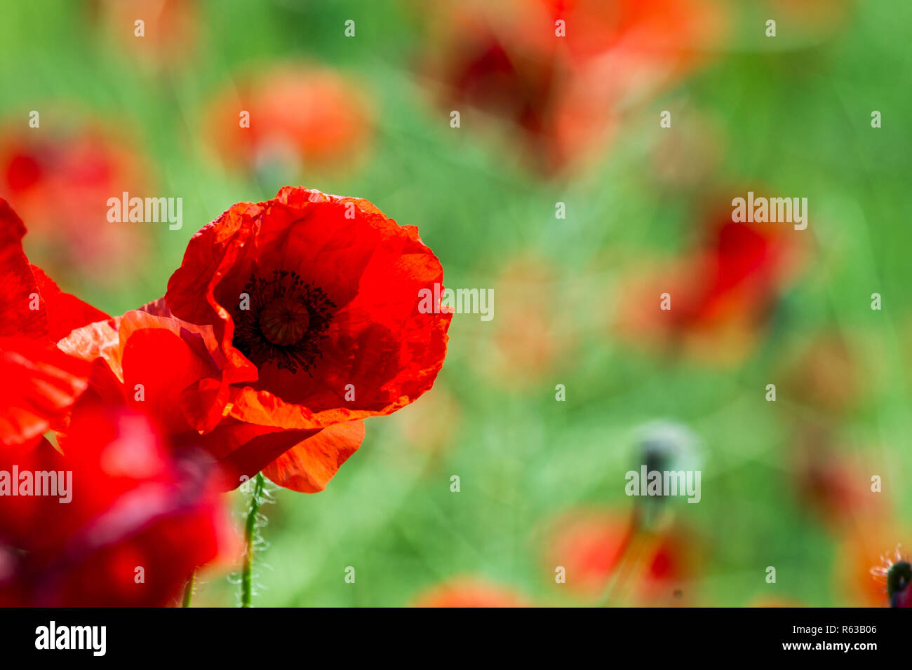 Poppy field. Flowers background. Beautiful field of red poppies Stock ...