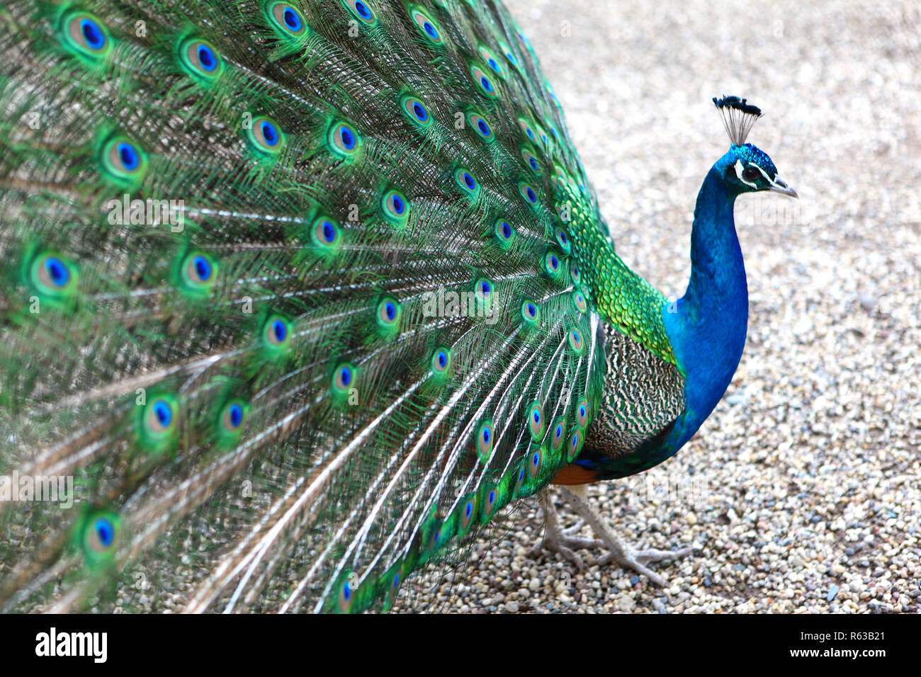 Side view of a male peacock hi-res stock photography and images - Alamy
