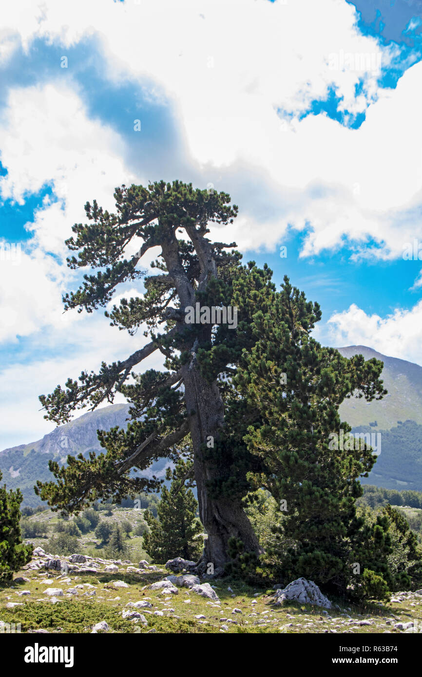 Bosnian pine trees pinus leucodermis hi-res stock photography and ...