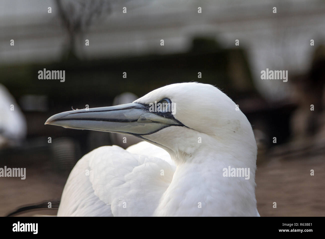 Close up portrait of a Northern gannet turning his head and blurred ...