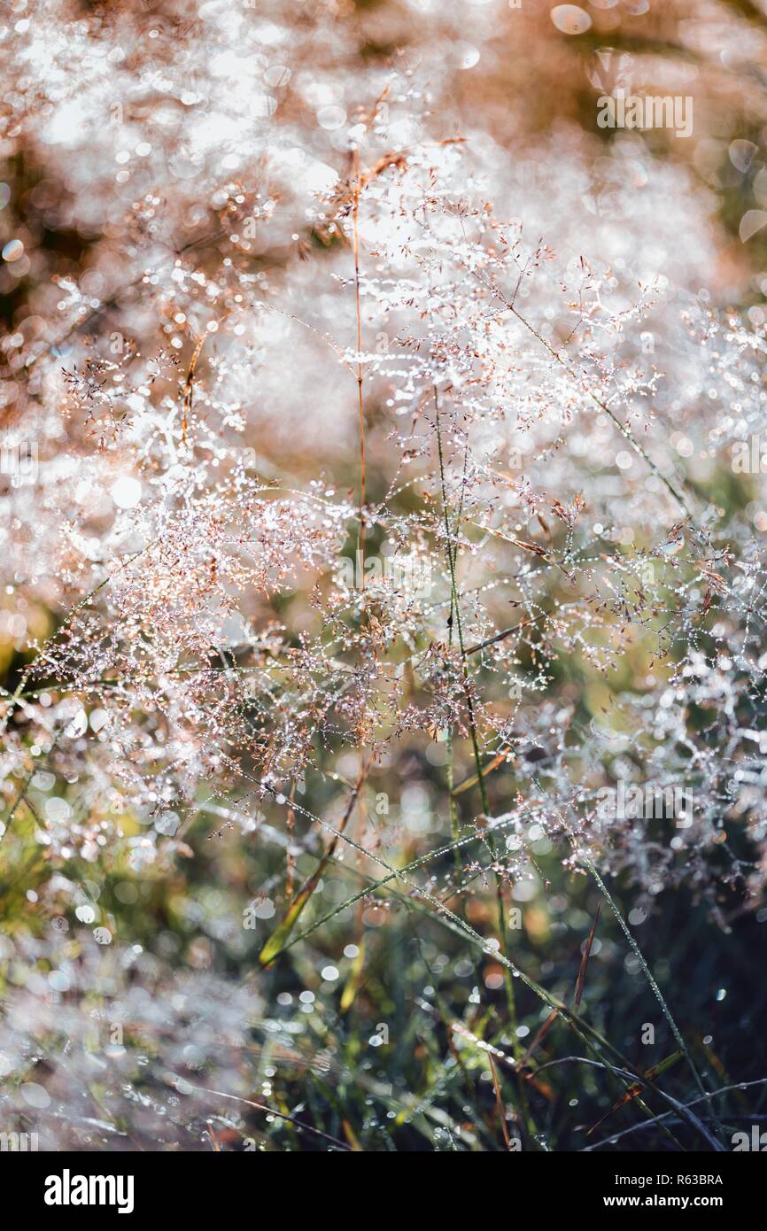 magic forest and dew drops on grass with bokeh Stock Photo - Alamy