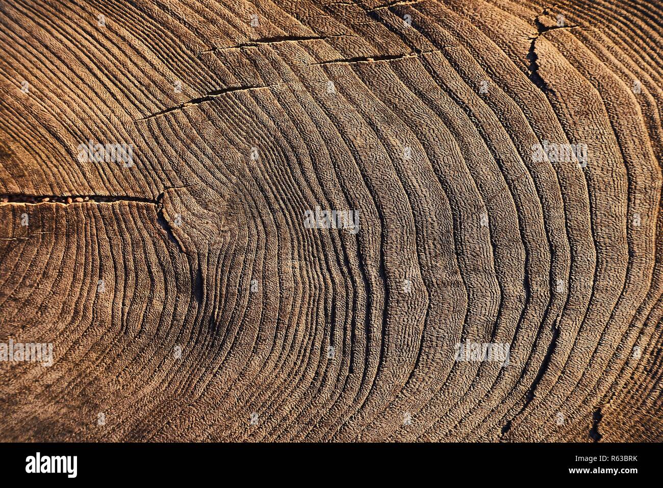 Tree trunk texture Stock Photo - Alamy