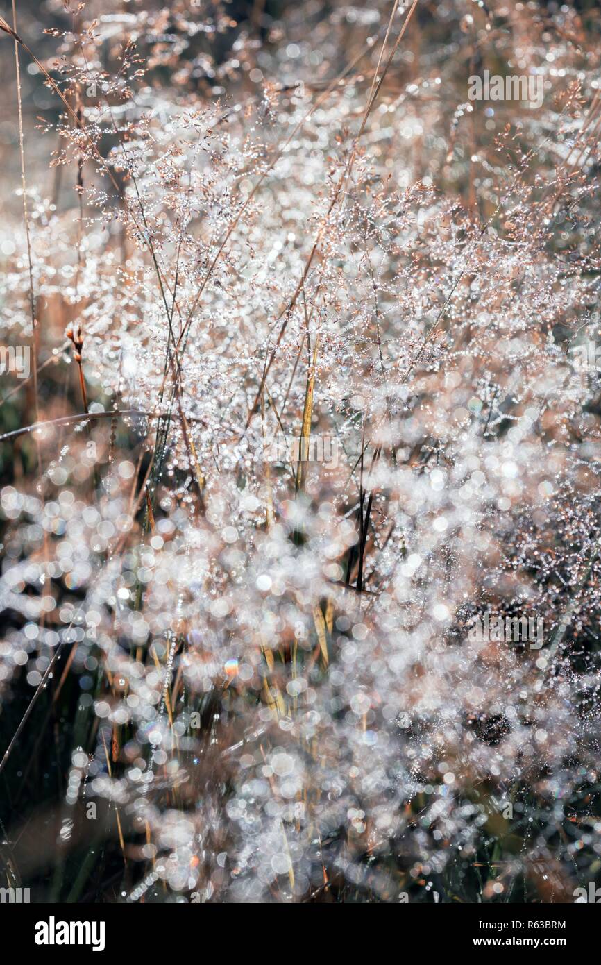 Magic forest dew drops hi-res stock photography and images - Alamy