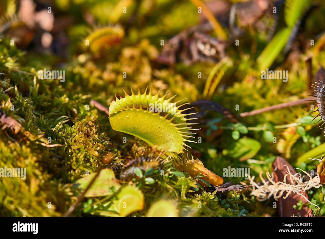 Venus flytrap carnivorous plant Stock Photo - Alamy