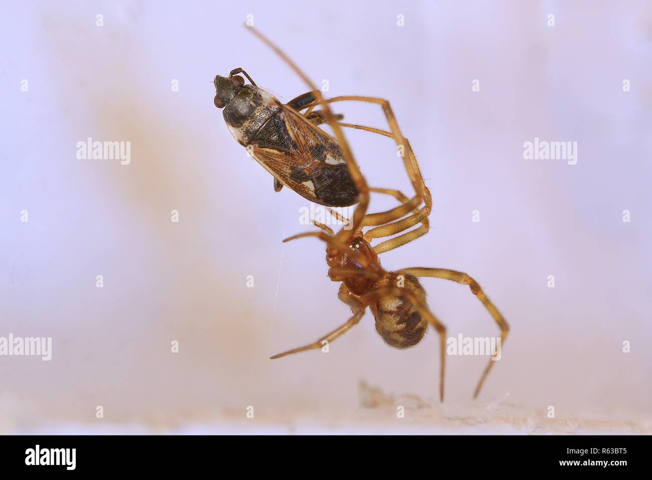 Spider and prey Stock Photo - Alamy