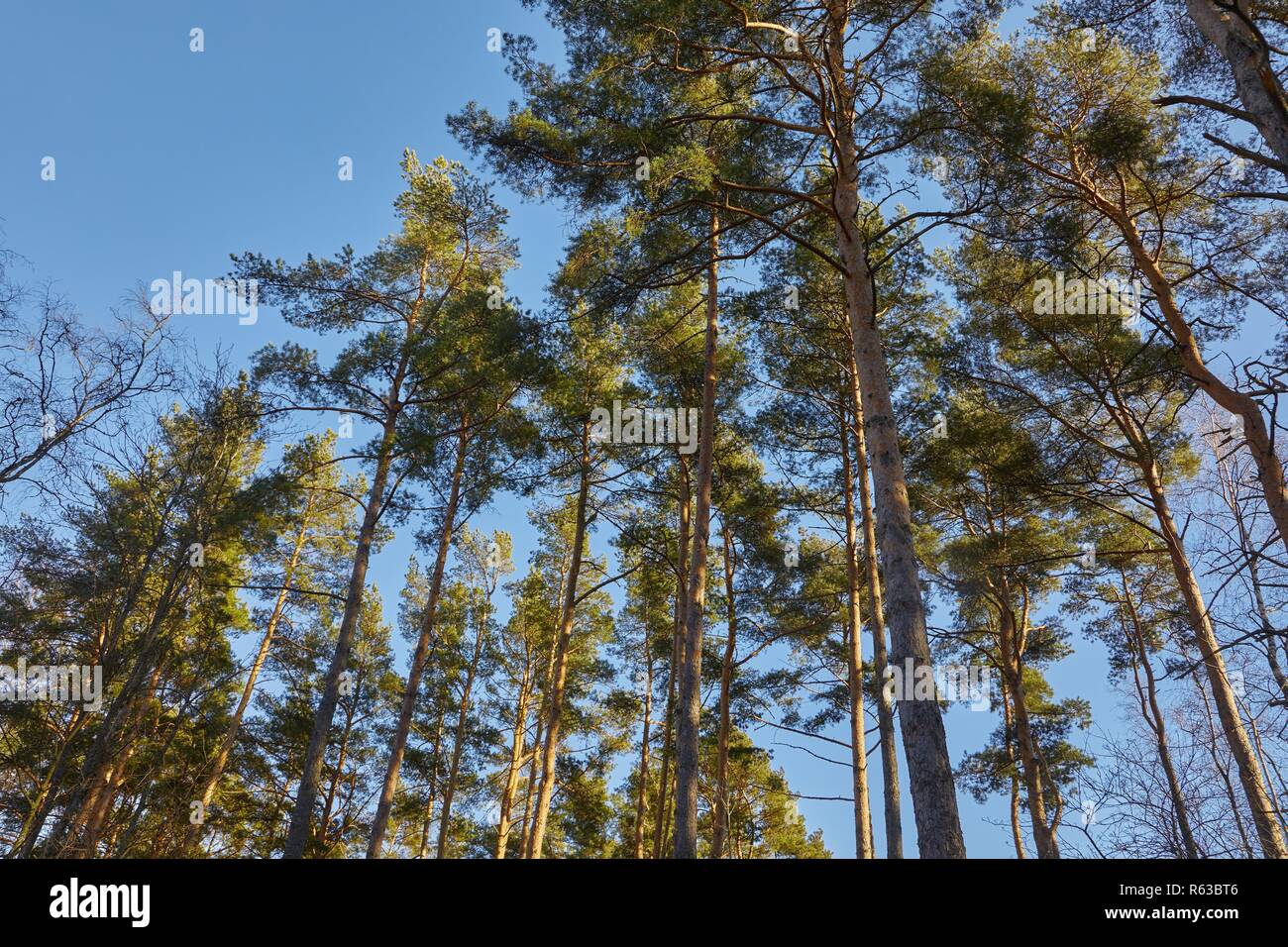 Tall pine trees Stock Photo - Alamy