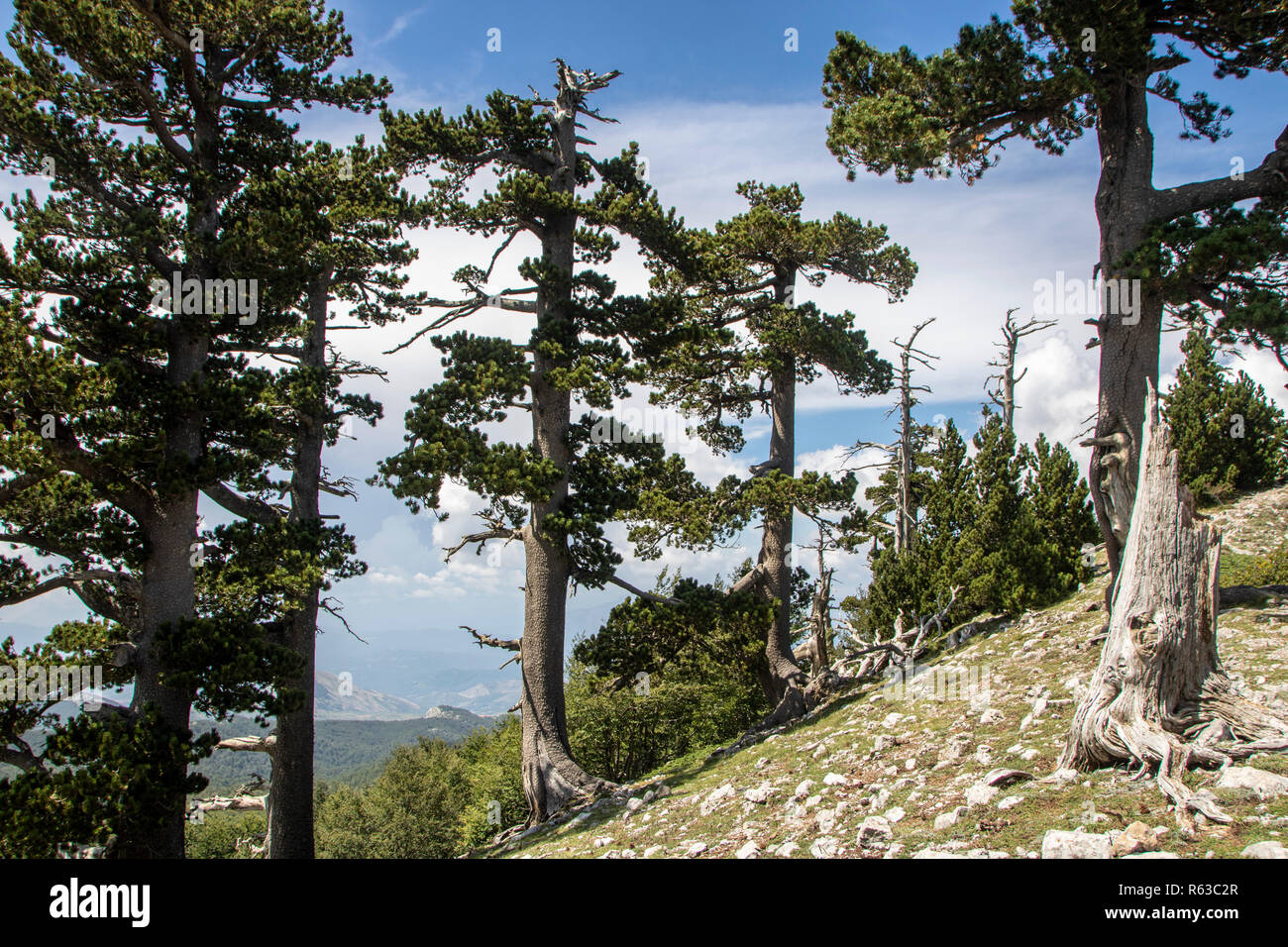 Bosnian pine trees pinus leucodermis hi-res stock photography and ...