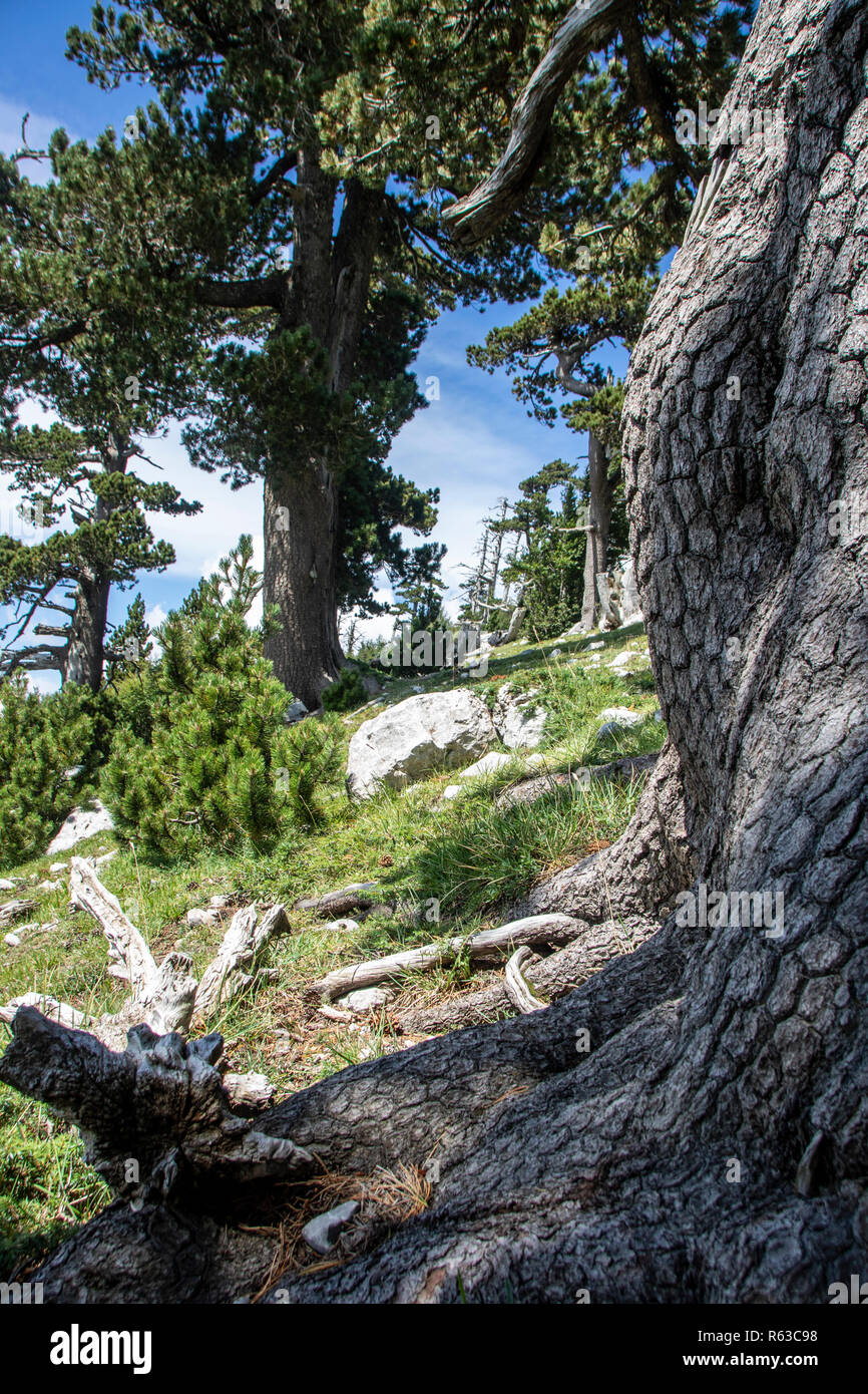 Bosnian pine trees pinus leucodermis hi-res stock photography and ...