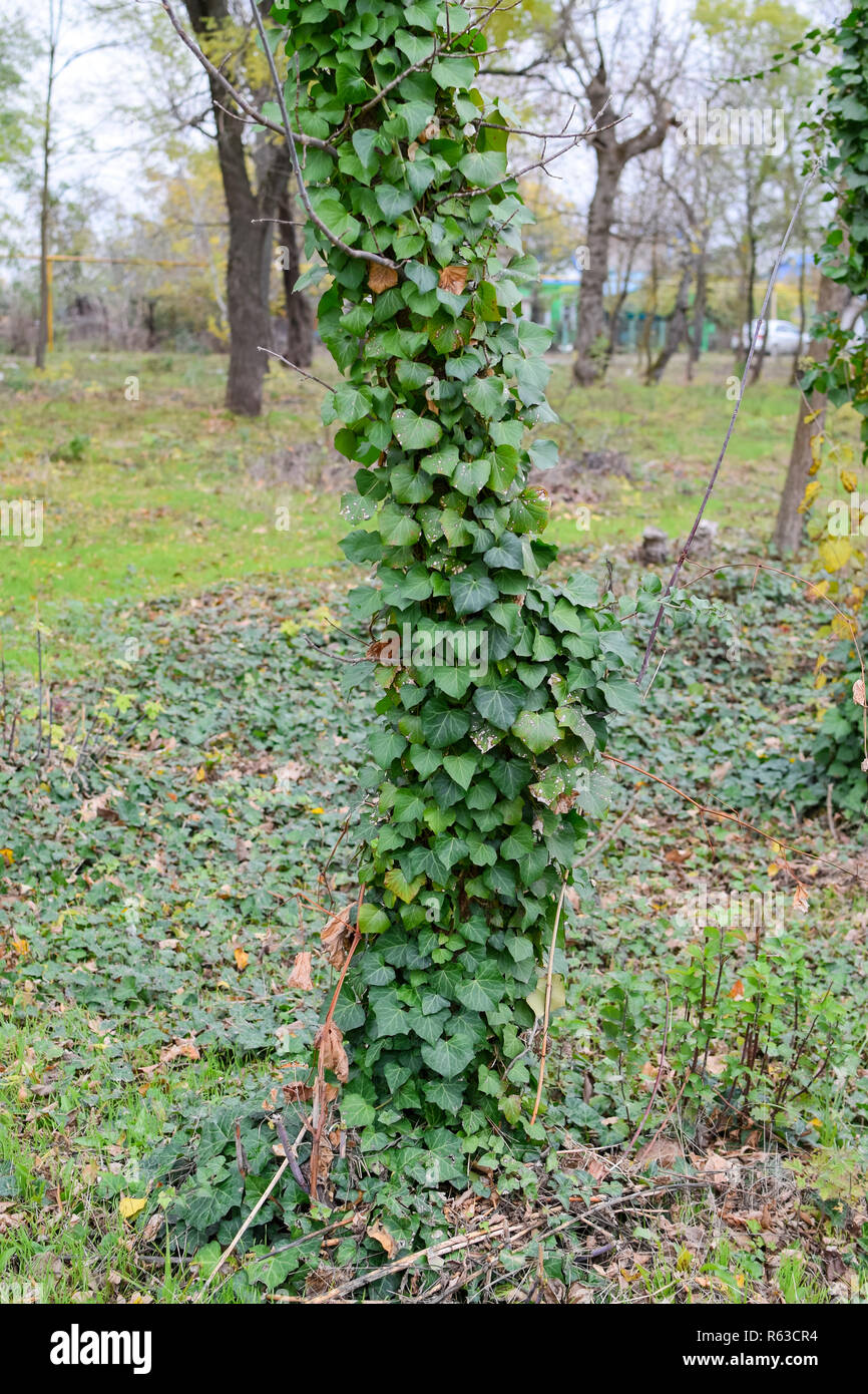 Ivy grows on the trunk of a tree. The plant is a parasite. Ivy ...