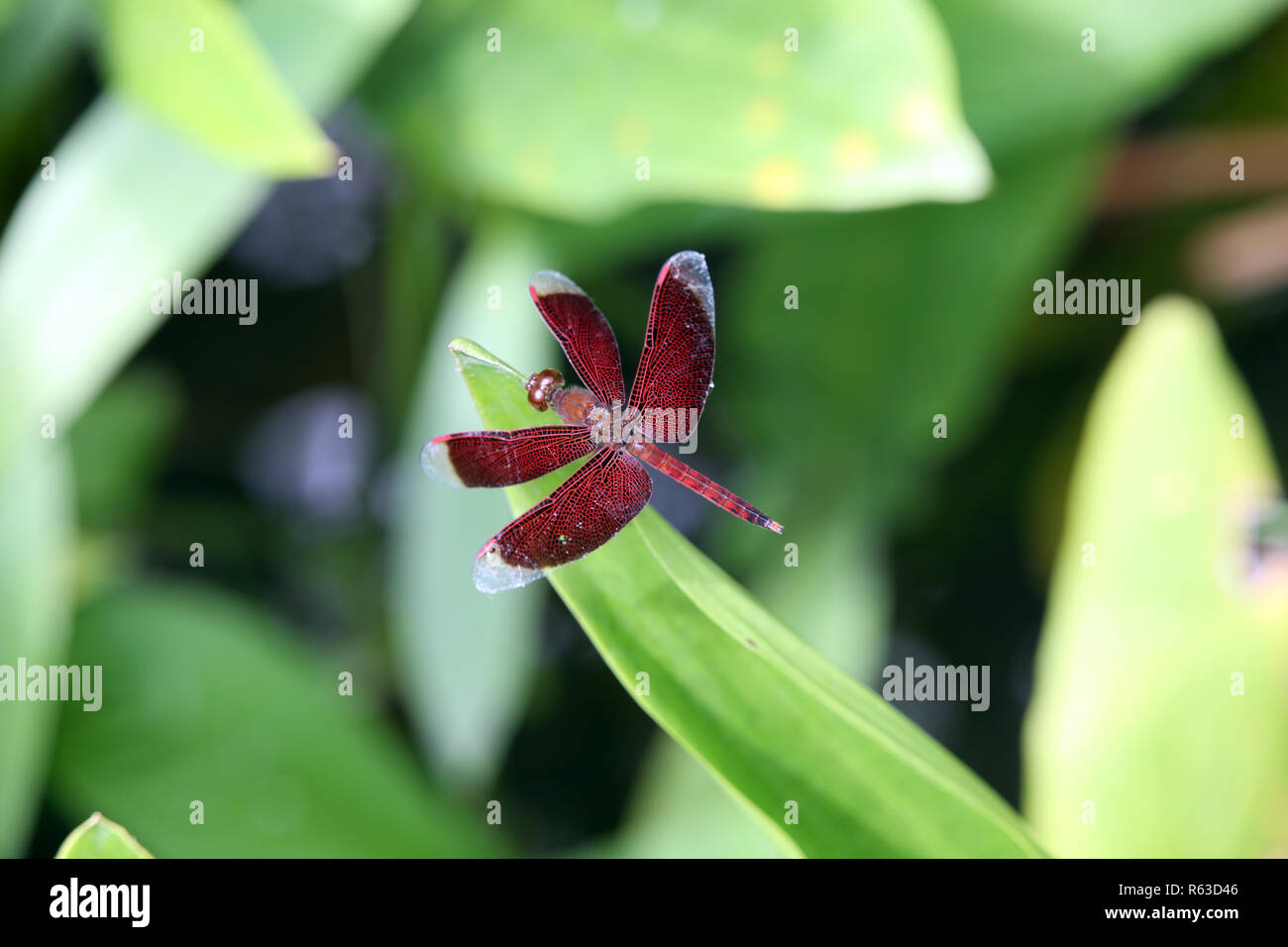 red dragonfly neurothemis fluctuans Stock Photo - Alamy