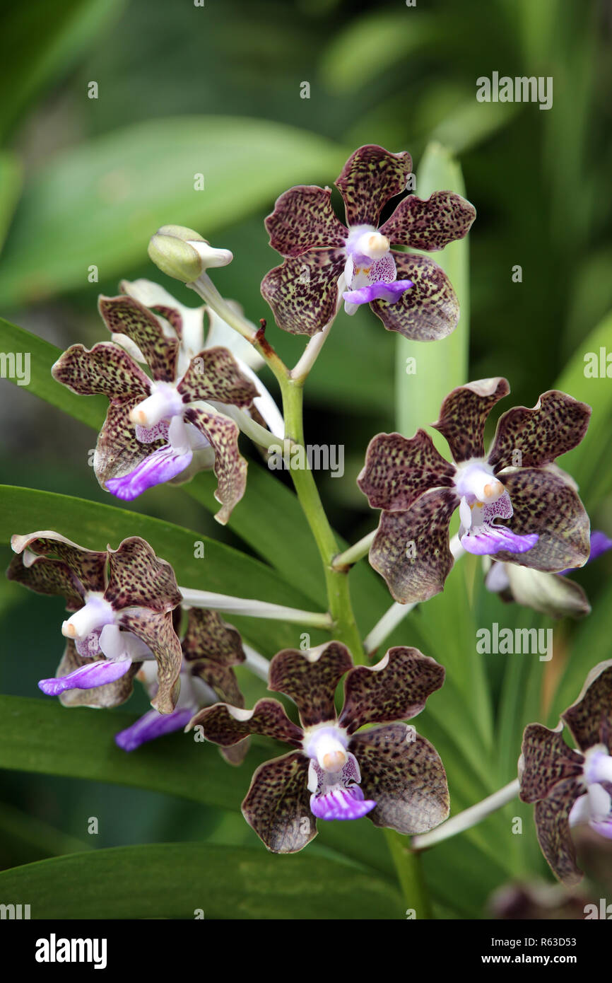 orchid hybrid papilionanda mimi palmer Stock Photo - Alamy