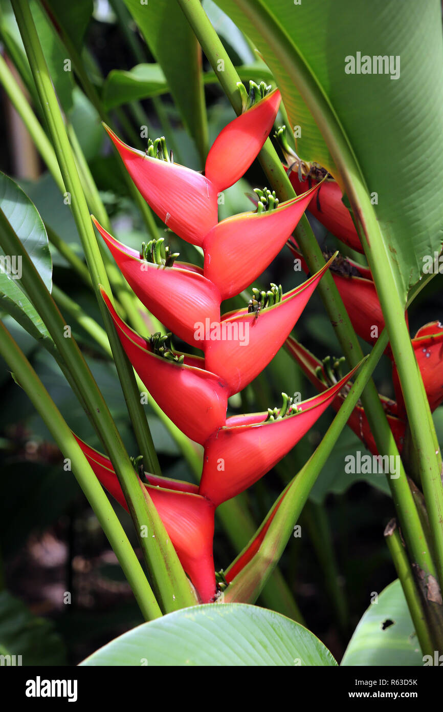 Heliconia sp hi-res stock photography and images - Alamy