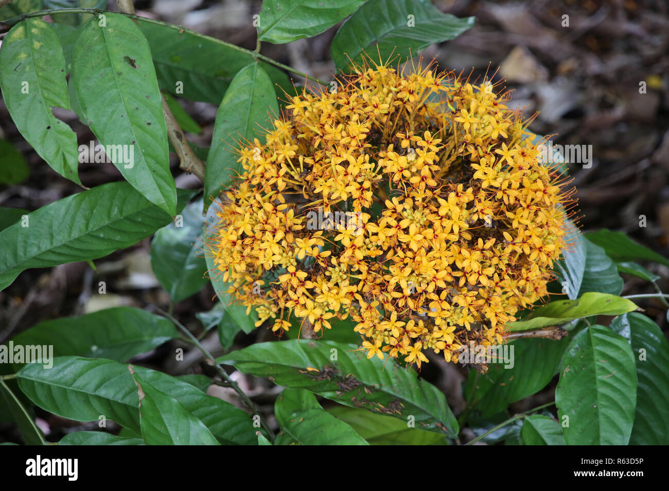 yellow saraca tree (saraca thaipingensis Stock Photo - Alamy
