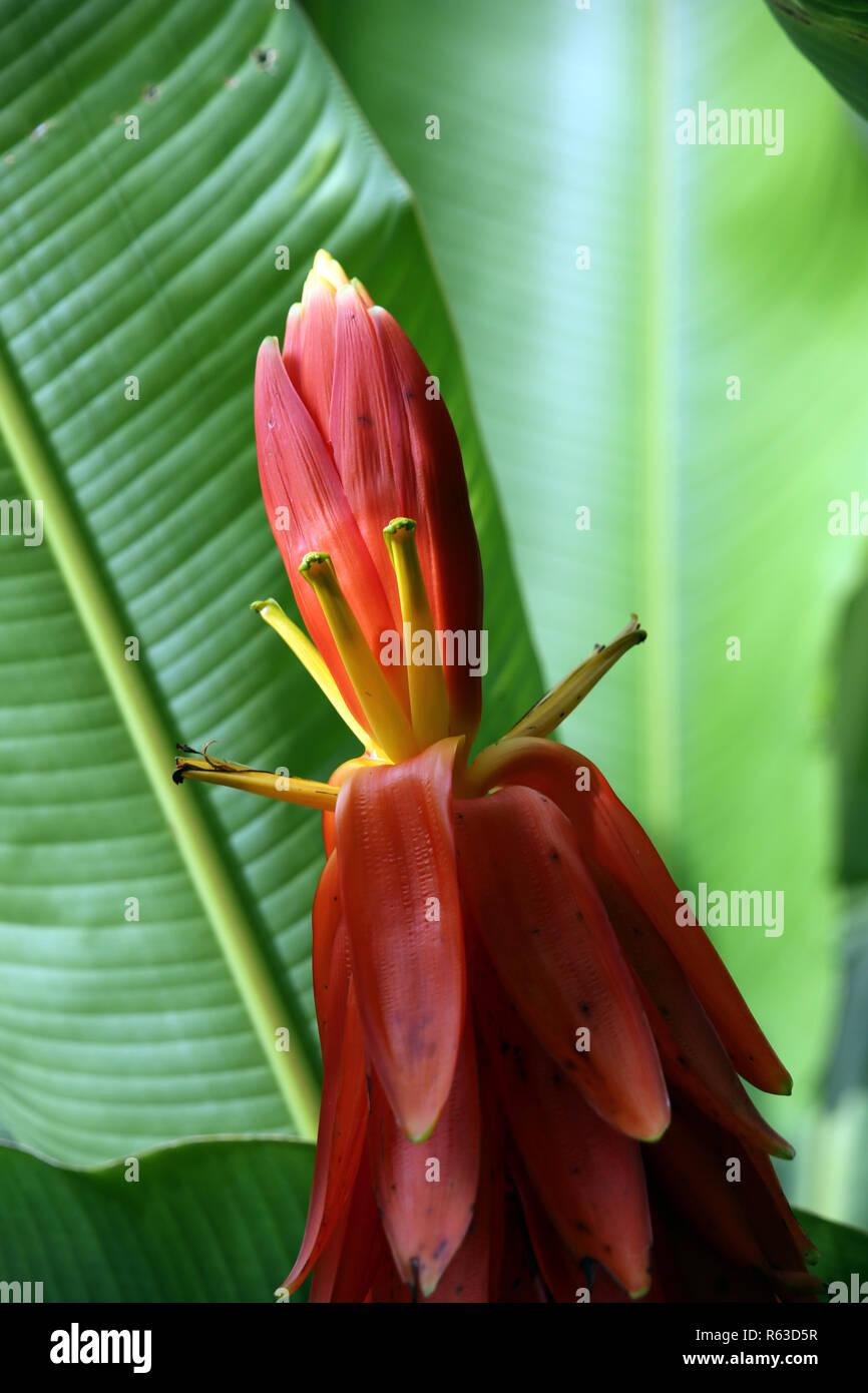 Musa sp hi-res stock photography and images - Alamy