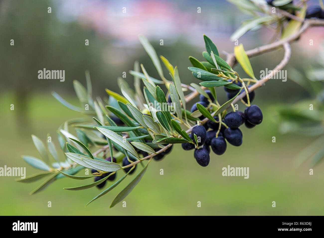 Olive Tree Branch With Fresh Olives Stock Photo - Alamy