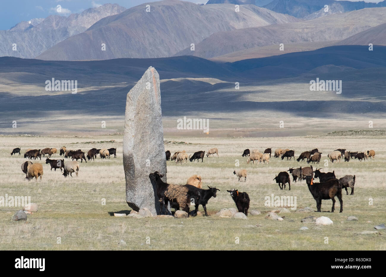 Mongolia Agriculture Sheep High Resolution Stock Photography and Images ...