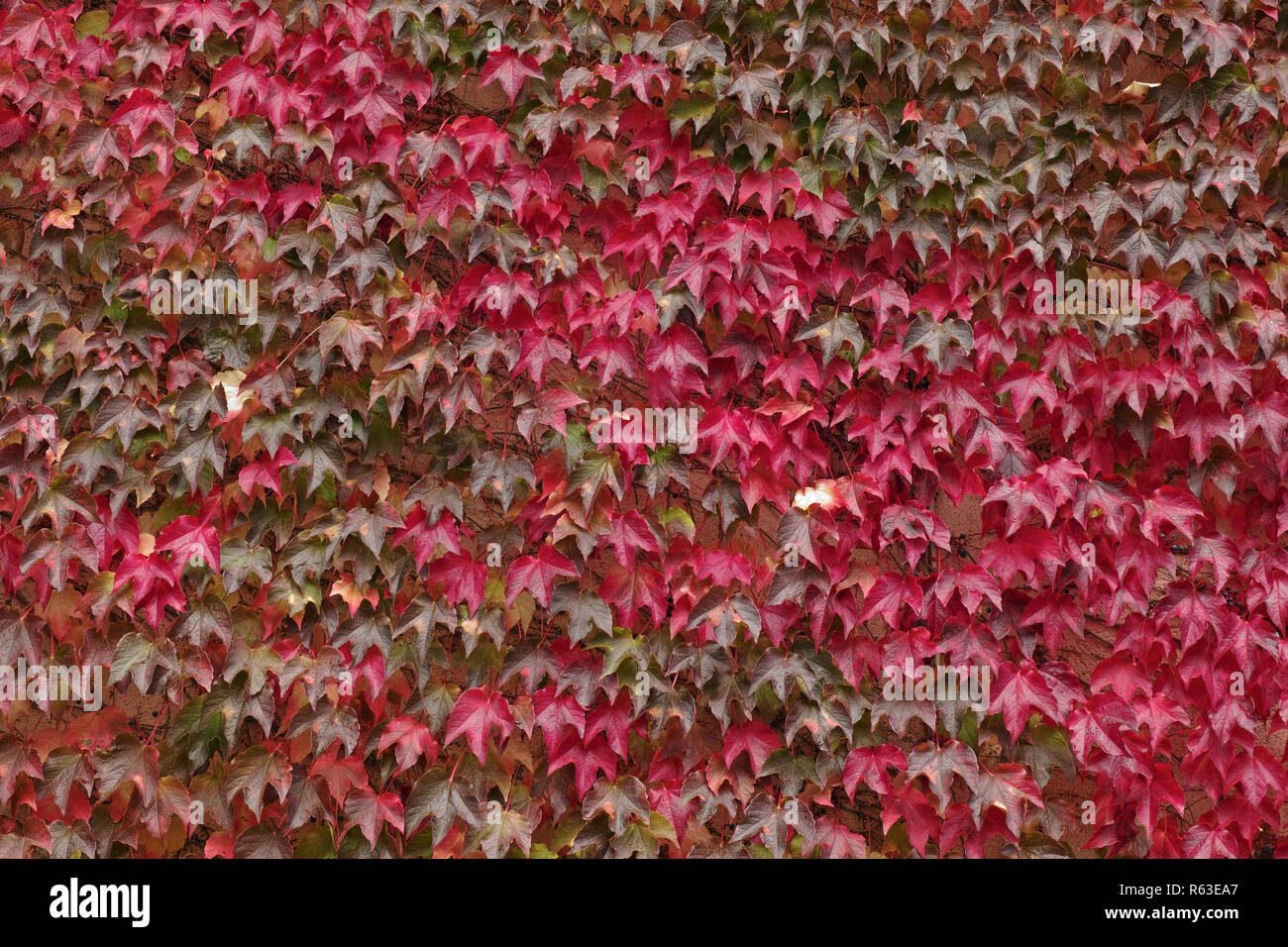 Japanese ivy hi-res stock photography and images - Alamy