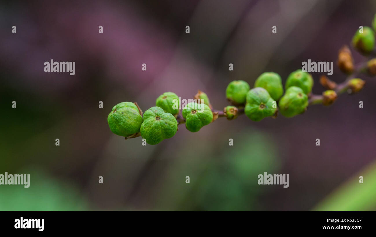 Crocosmia lucifer seed pods hi-res stock photography and images - Alamy