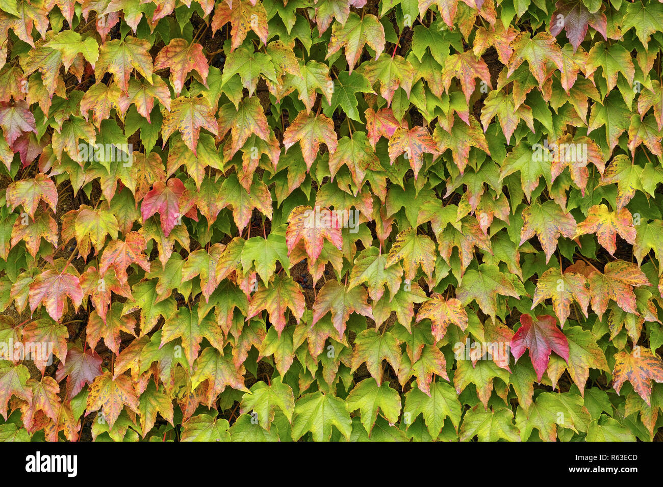 foliage of japanese creeper in autumn Stock Photo - Alamy
