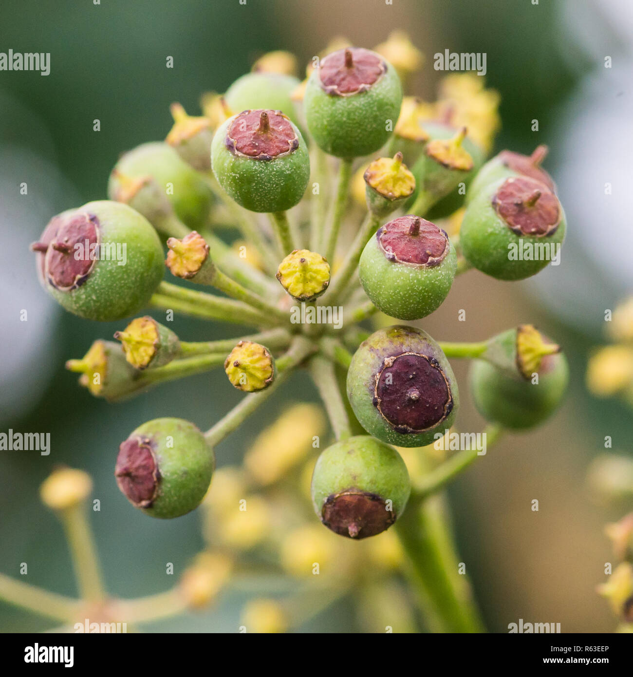 Up close shot hedera helix hi-res stock photography and images - Alamy