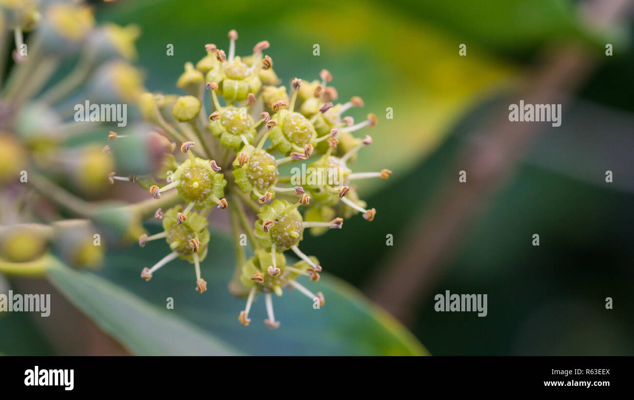 Up close shot hedera helix hi-res stock photography and images - Alamy