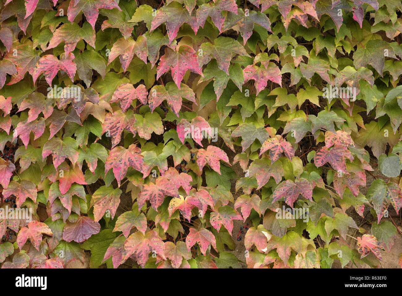 Japanese ivy hi-res stock photography and images - Alamy
