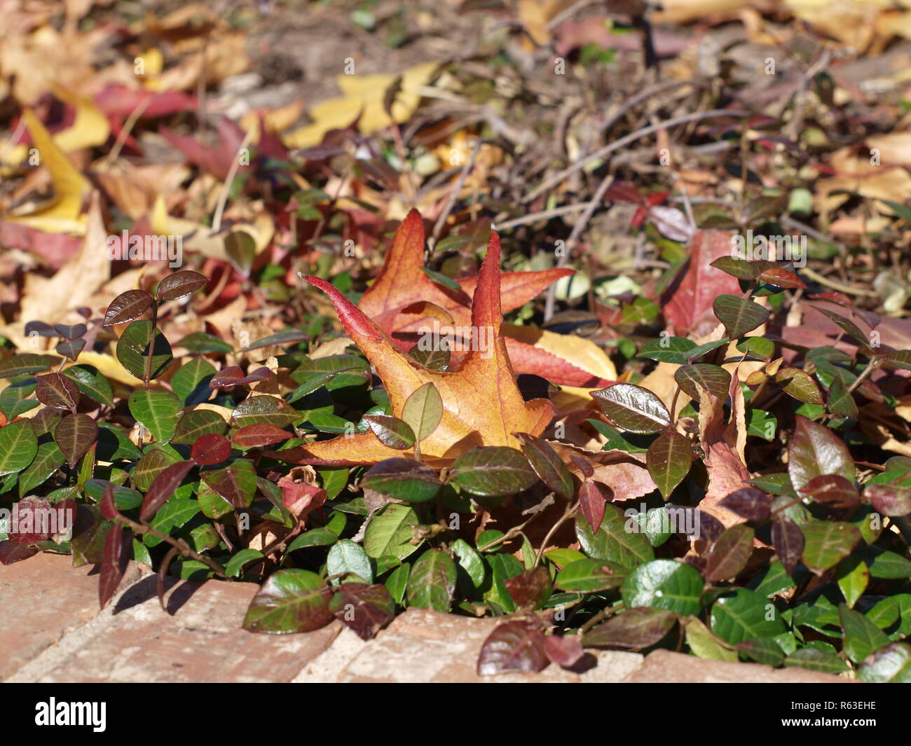 Fall Colors on a Town Square Stock Photo - Alamy