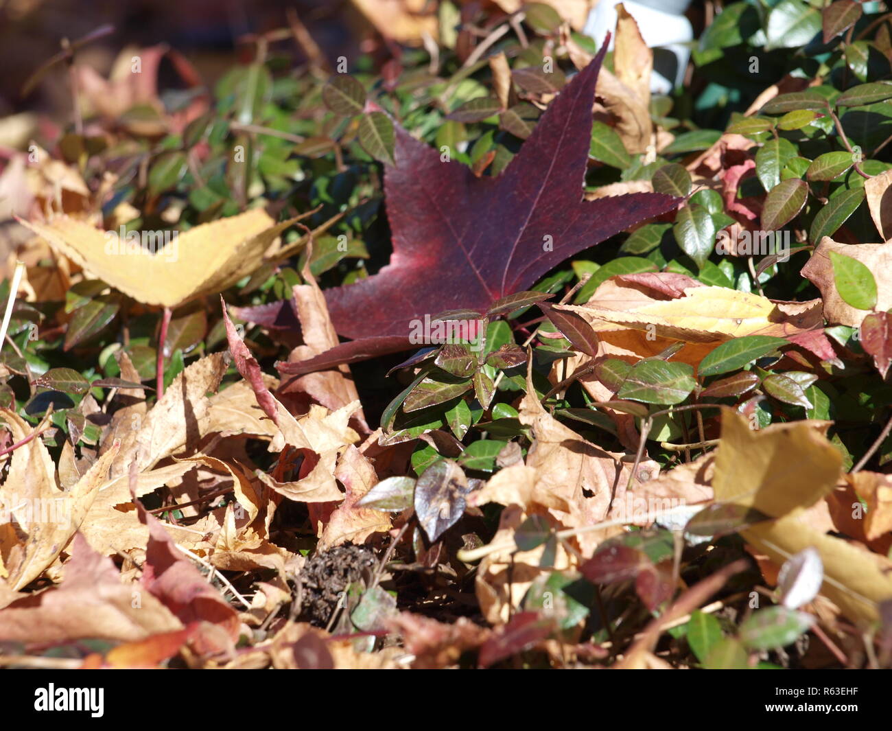 Fall Colors on a Town Square Stock Photo - Alamy