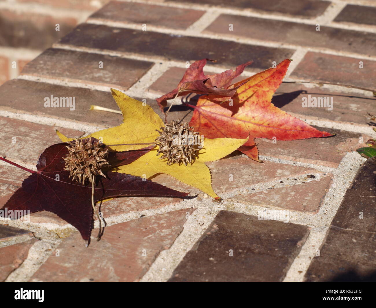 Fall Colors on a Town Square Stock Photo - Alamy