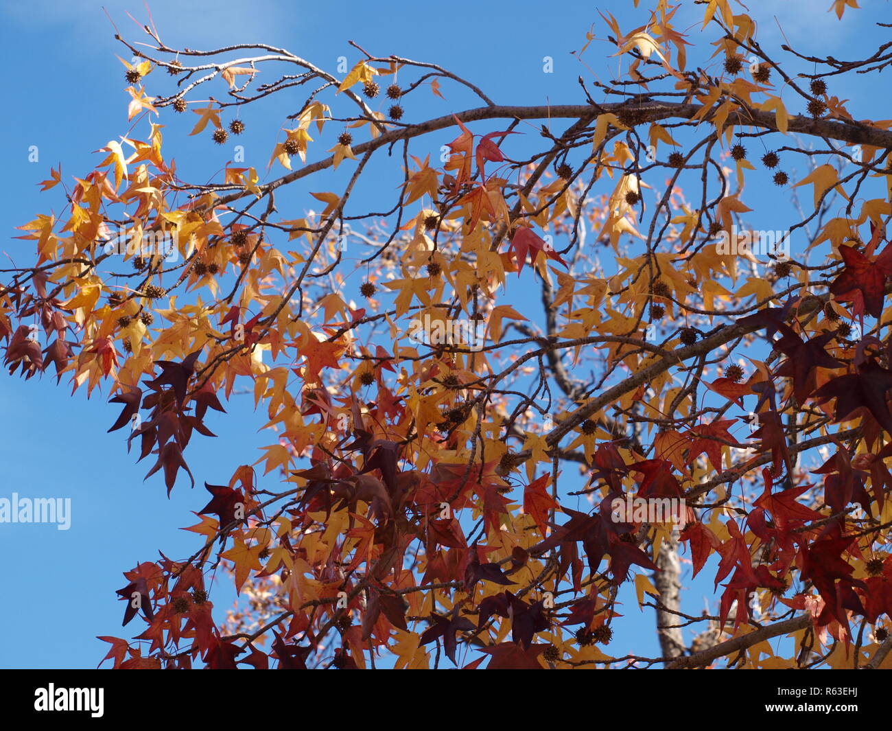Fall Colors on a Town Square Stock Photo - Alamy