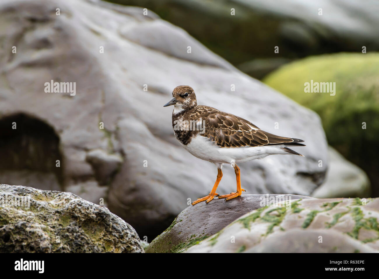 Ruddy turnstone (Arenaria interpres) in non-breeding plumage foraging ...