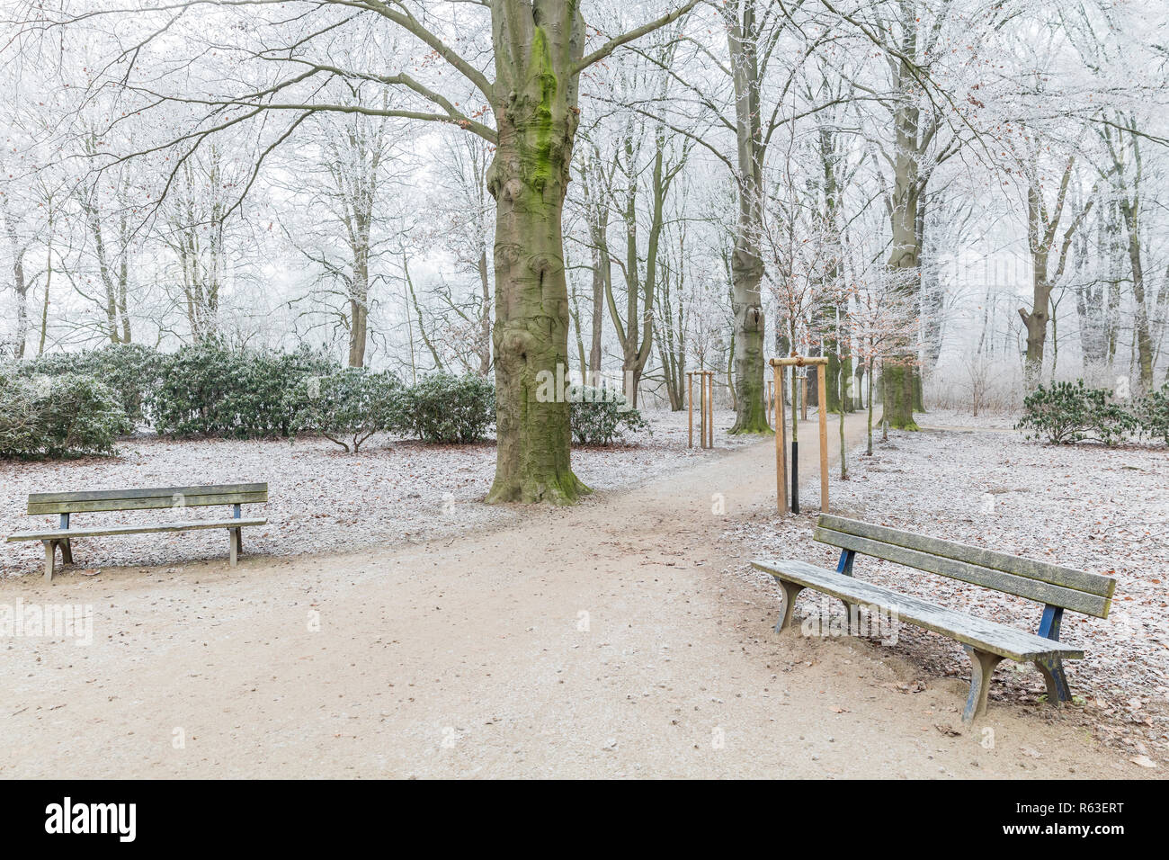 park bench under snowy trees Stock Photo - Alamy