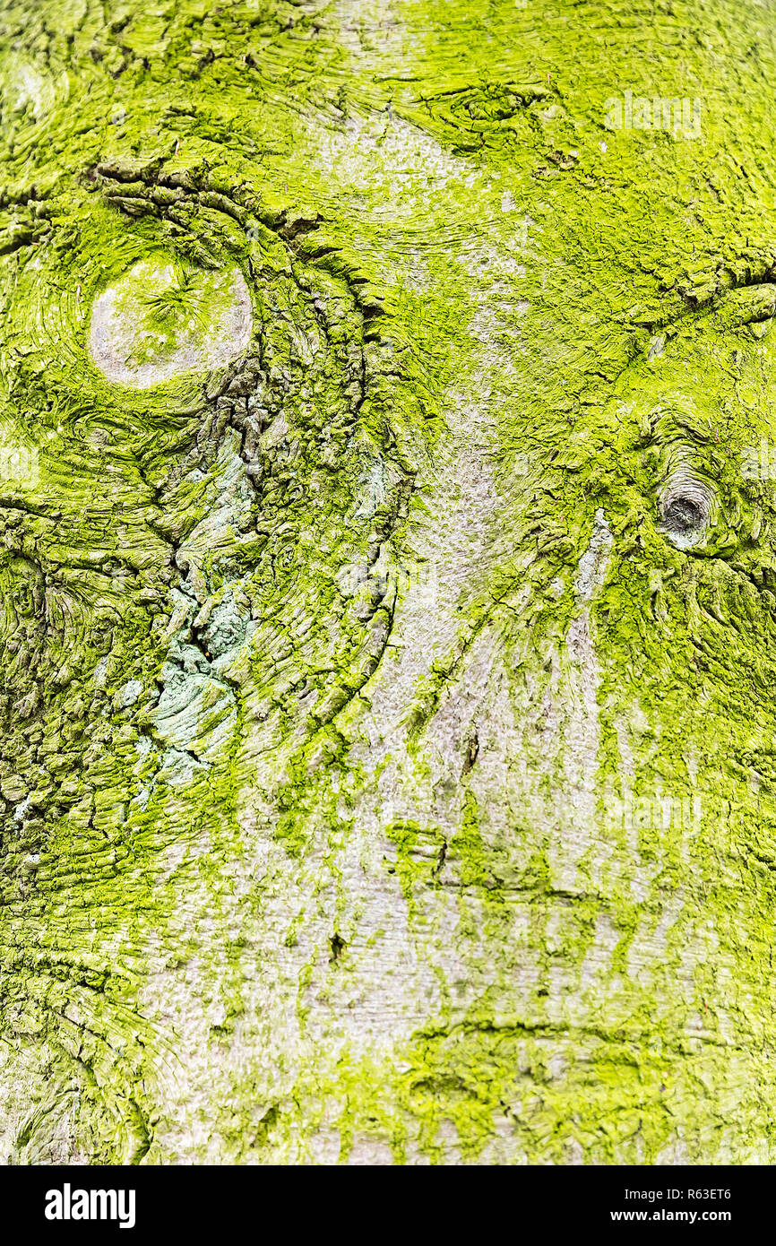 Astaugen hi-res stock photography and images - Alamy