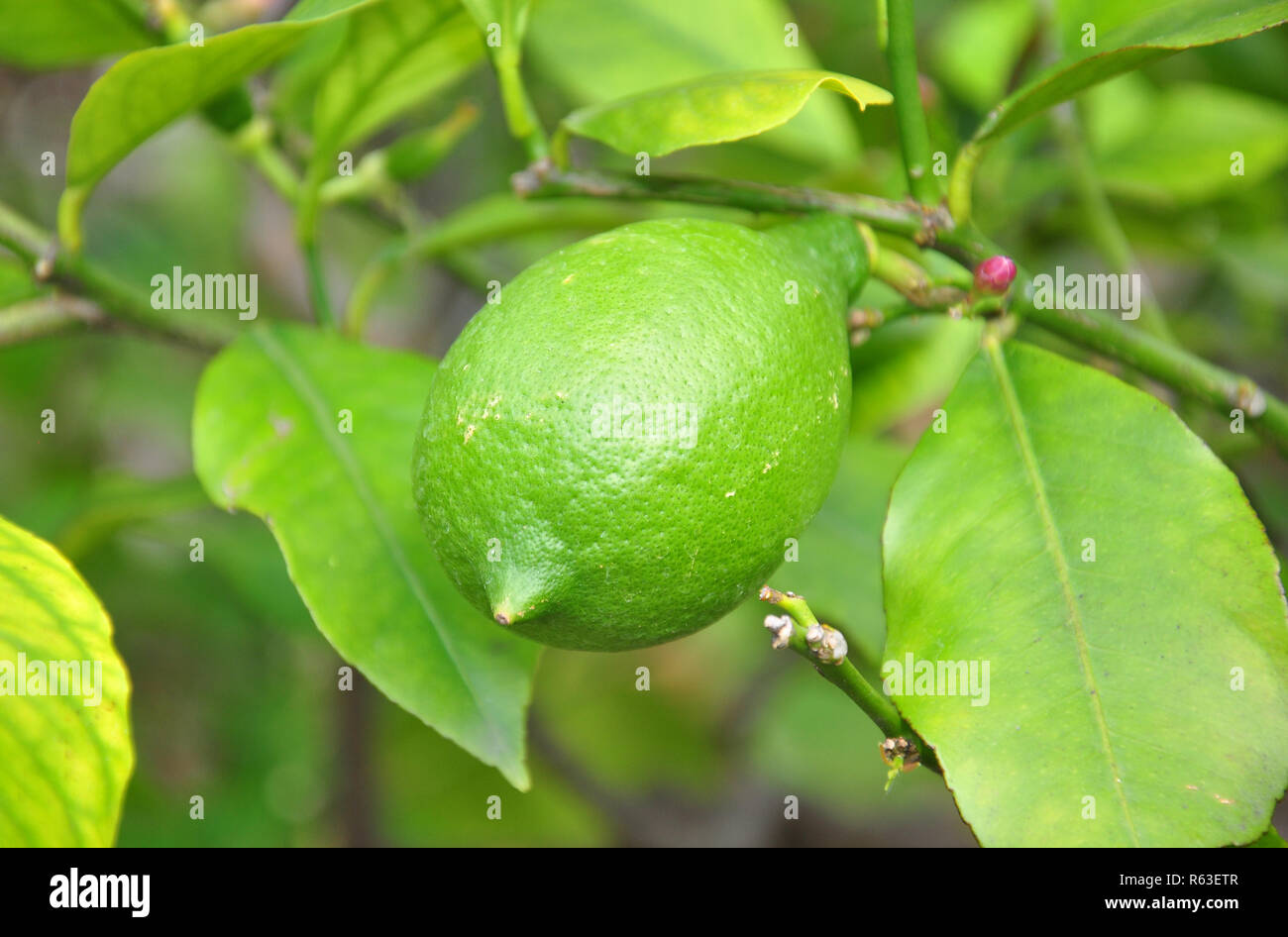 lemon (citrus limon Stock Photo - Alamy
