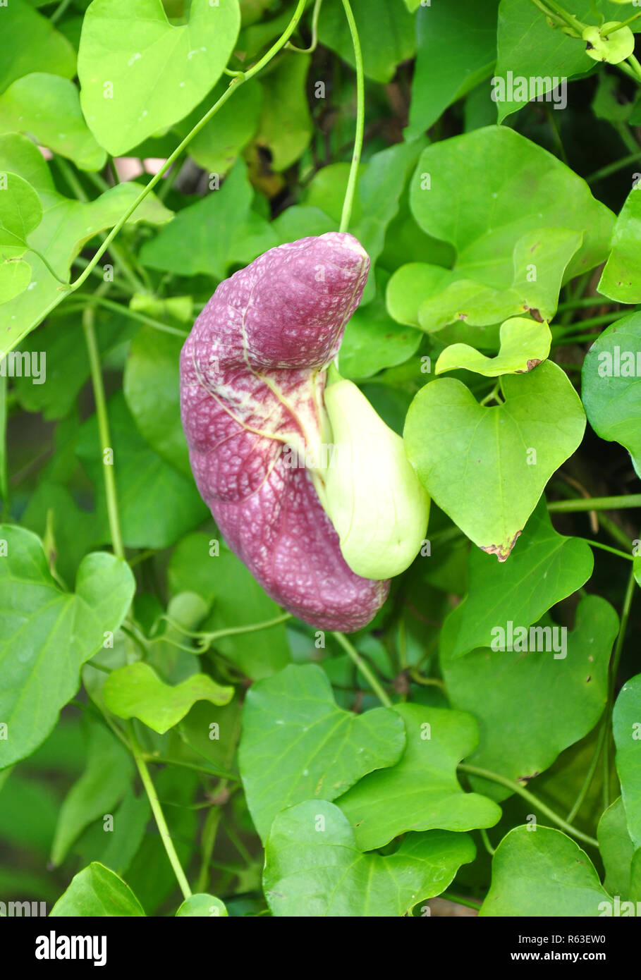 giant pelican flower (aristolochia gigantea Stock Photo - Alamy