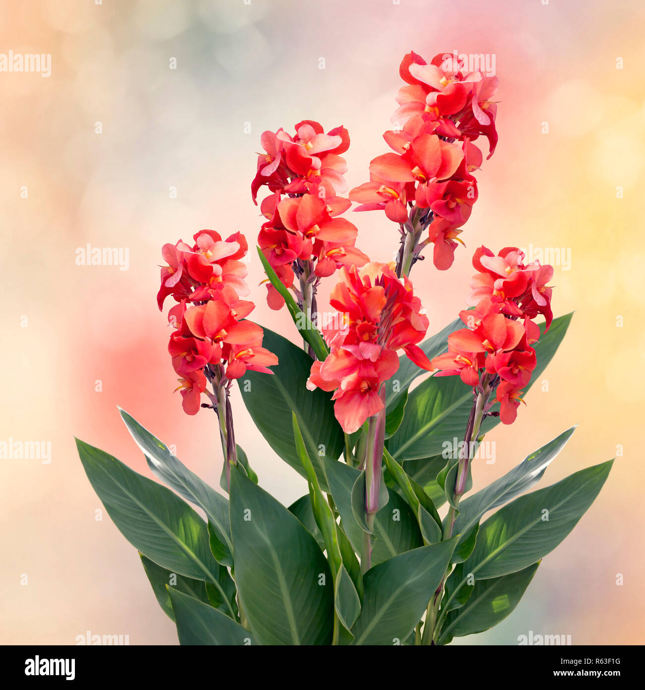 Red Canna lily Stock Photo - Alamy