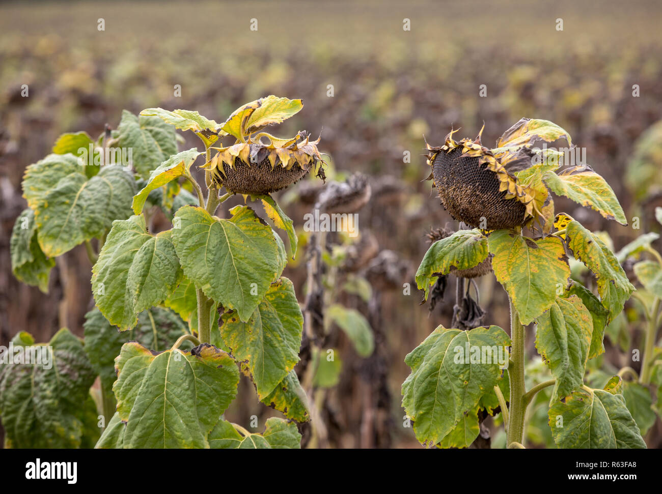 Field of drying sunflowers in Aquitaine. France Stock Photo - Alamy