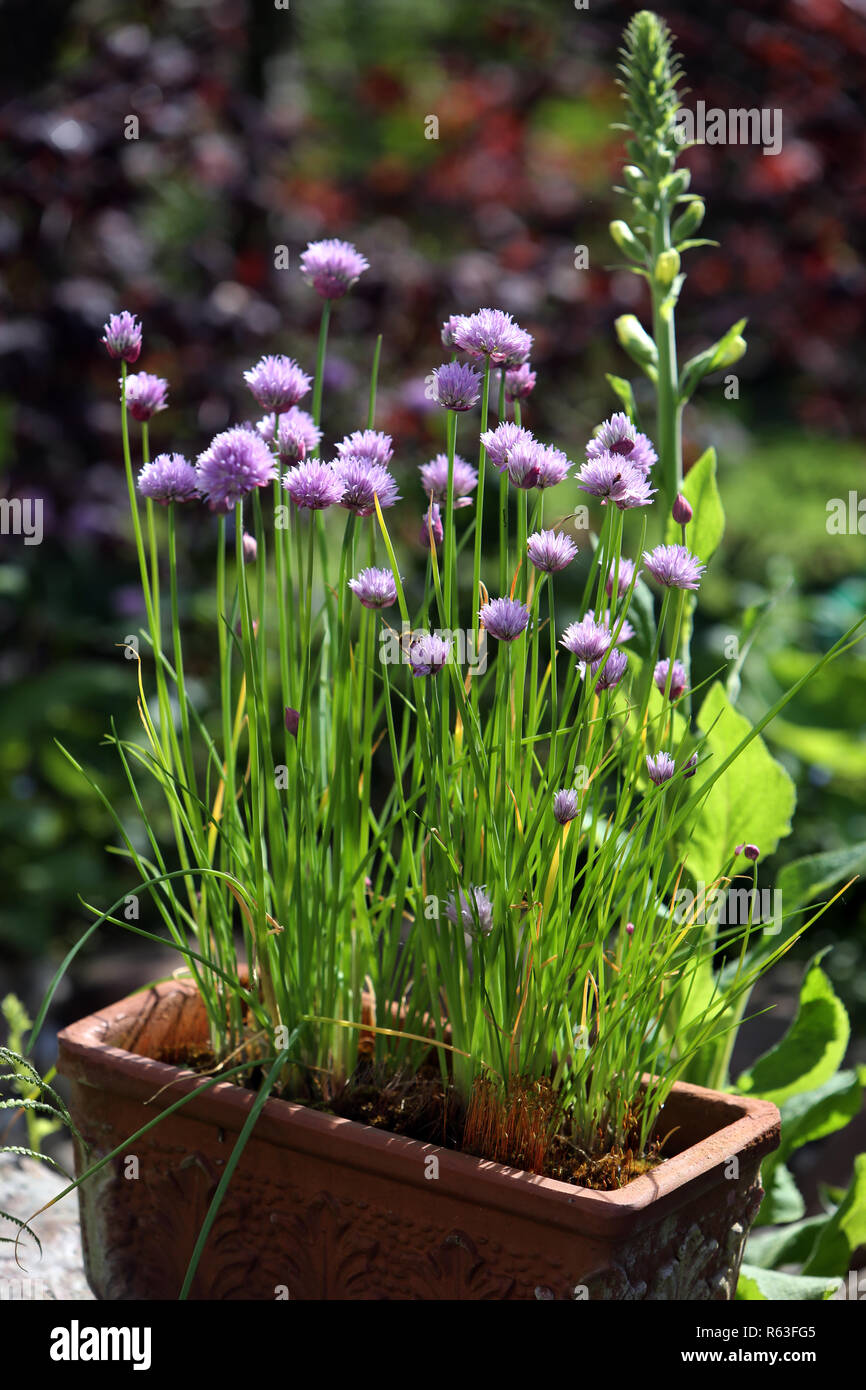 blooming chives in clay pot Stock Photo - Alamy