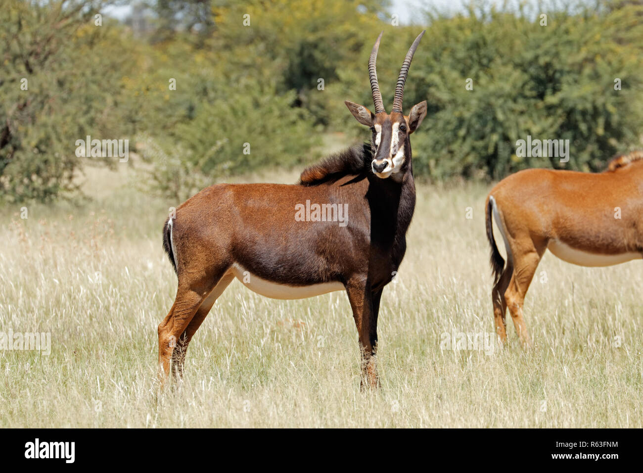Rare antelopes hi-res stock photography and images - Alamy
