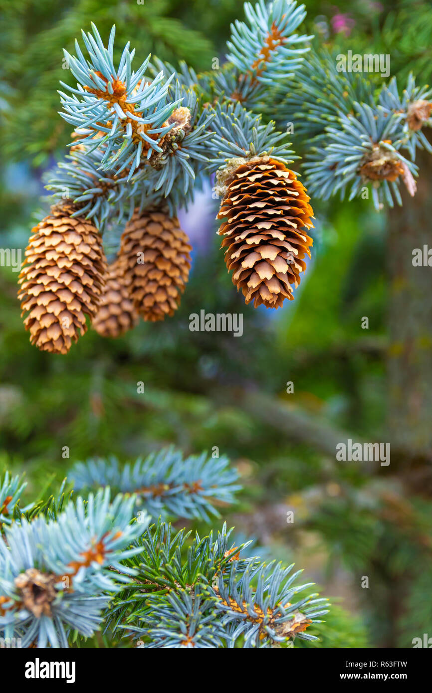 Beautiful nature background. Blue spruce with cones Stock Photo - Alamy